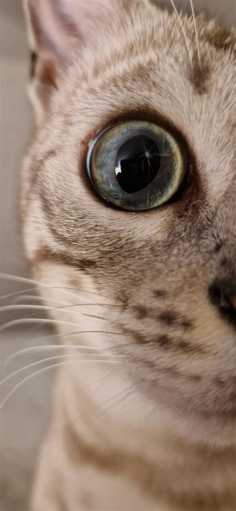 Does Anyone Know Why My Cats Eye Looks Like This R Cats