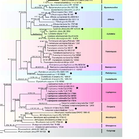 Microscopic Structures Of Leptoporus Submollis Drawn From The Download Scientific Diagram