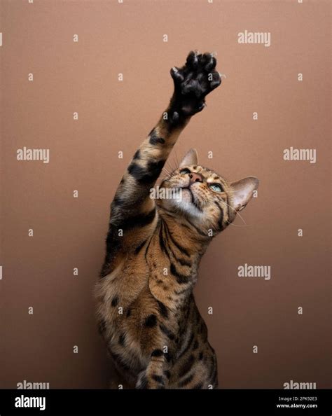 Play Full Bengal Cat Raising Paw With Extended Claws Looking Up On