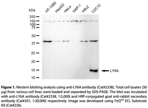 Anti Ly 6a 2 Ly 6e 1 Rabbit Monoclonal Ab 2338 Genuin Biotech