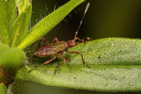 Premium Photo Pentatomomorph Bug Nymph