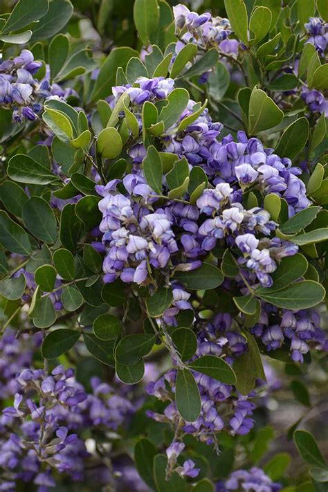 How To Grow And Care For Texas Mountain Laurel Gardeners Path