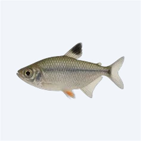 Silvertip Tetra Care Diet And Tank Mates App Aquatic