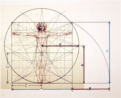 Vitruvian Man Leonardo Da Vinci