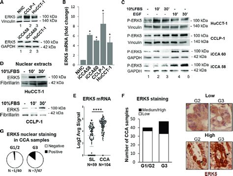 Erk5 Expression And Activation By Mitogens In Icca Cells And In Download Scientific Diagram