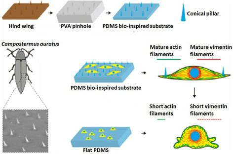 Schematic Diagram Of Cell Attachment On Canonical Pillar Based Pdms