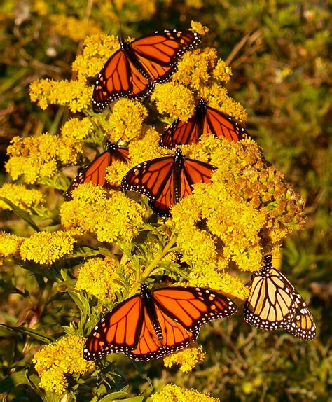 How To Tell The Difference Between A Male And Female Monarch Butterfly Kim Smith Films