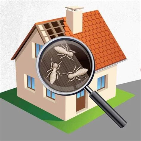 Termite Control Service At Rs Square Feet In New Delhi ID