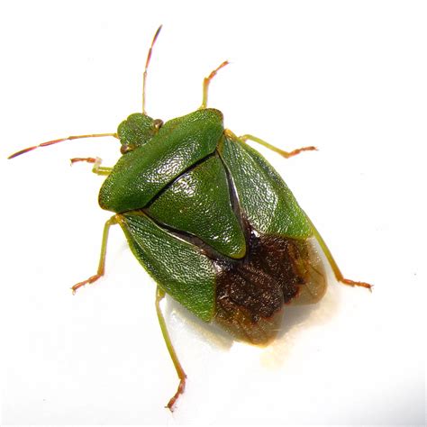 Bugblog Green Shieldbugs