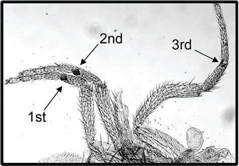 2016 Annual Report Of The Division Of Intramural Research Nichd Judith A Kassis Phd