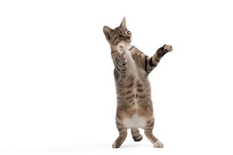 Cat Scratch Pngs For Free Download