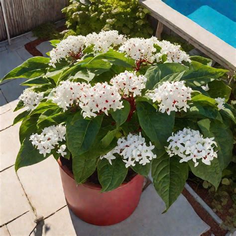 Клеродендрум Томсона выращивание и уход в домашних условиях