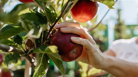 Raffeiner Thomas Val Venosta