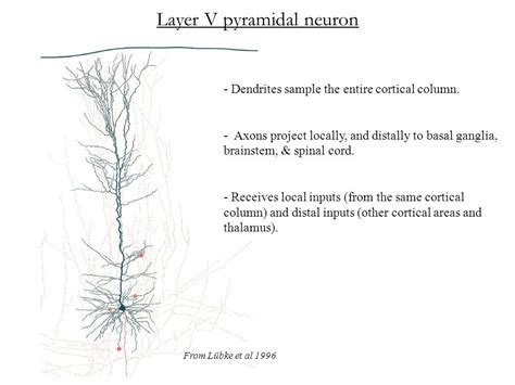 Layer V Pyramidal Neuron Ppt Download