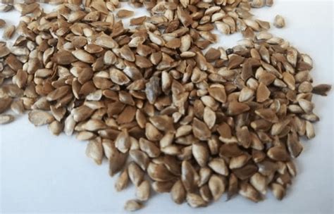 How To Identify And Propagate Siberian Larch Larix Sibirica Eco