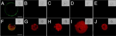 Detection Of Cam Binding Sites On The Plasma Membrane Of Protoplasts