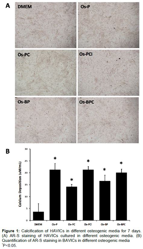 Assessing Calcification Onset In Aortic Valve Interstitial Cells