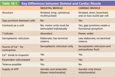 Differences Between Cardiac And Skeletal