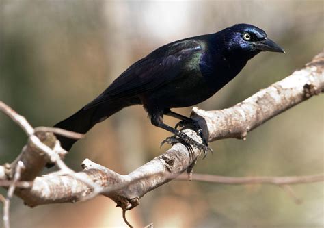 Common Grackle Audubon Field Guide