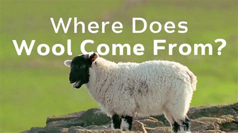 Where Does Wool Come From Video And Resources Clickview
