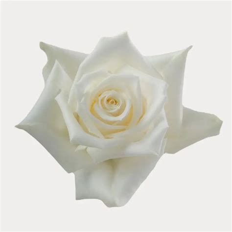 Escimo White Roses In Classic White Color