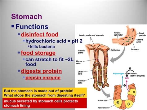 Digesive System Renewed Ppt