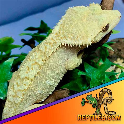 Yellow Crested Gecko