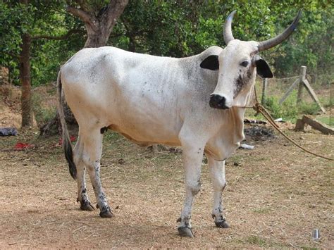 9 Best Indian Cattle Breeds Images On Pinterest Cattle Cow And Ox