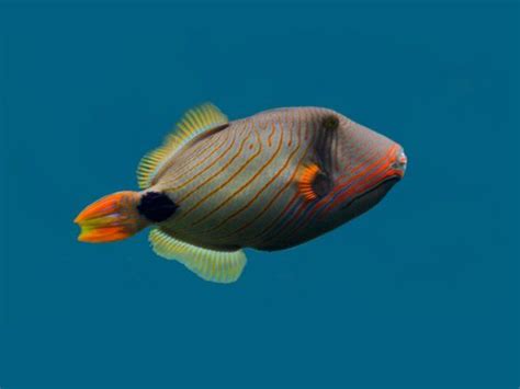 Orange Lined Triggerfish Balistapus Undulatus Fish Pet Aquarium