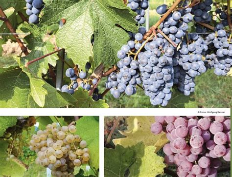 Newly Approved Piwi Varieties In The Wine Regions Of Europe Piwi International