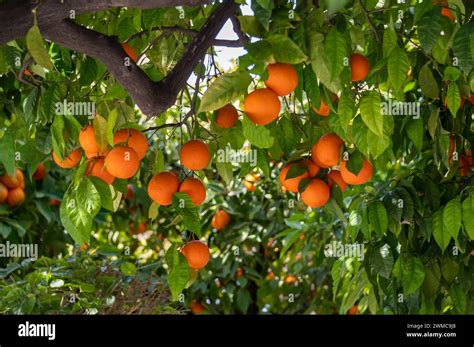 Small Bitter Oranges Or Sevillian Oranges With Pitted Skins Are Grown