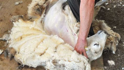 Video Step By Step Guide To Best Sheep Shearing Technique Farmers Weekly