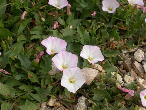 The 19 Most Common Weeds In Your California Lawn