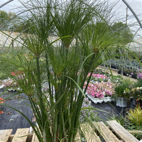 Prince Tut Dwarf Egyptian Papyrus Cyperus Papyrus ‘graceful Grasses