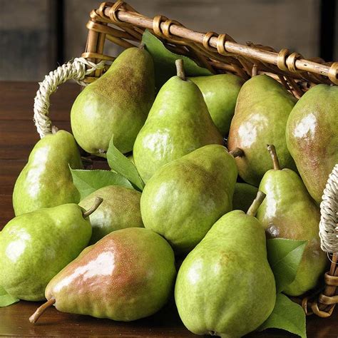 Products The Fruit Company®