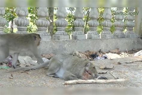 母猴快要分娩了，走着走着突然躺在地上！