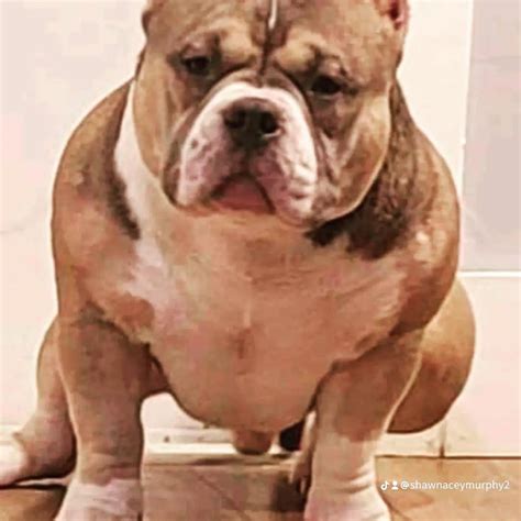 My Big Boy Khan Ramericanbully