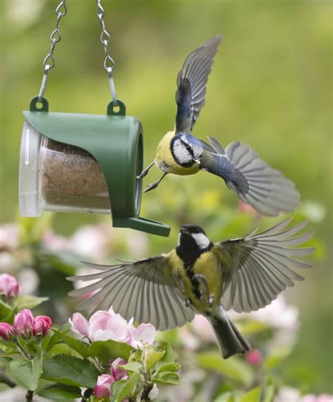 Flutter Butter Readyfilled Feeder From Living With Birds Flutter Butter Readyfilled Feeder From Living With Birds