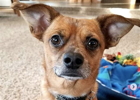 34 Classic Chihuahua Mixes Find The Best Chihuahua Mix