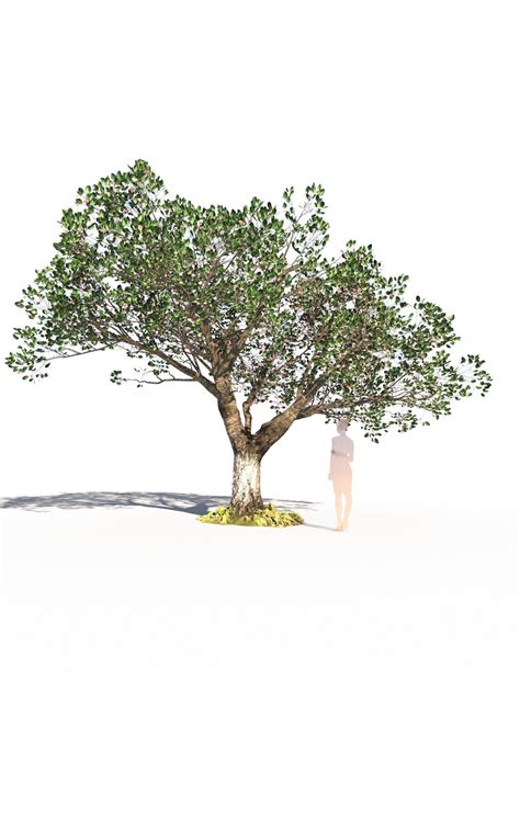 Cherry Tree Prunus Avium Mature E 3d Model Cgtrader
