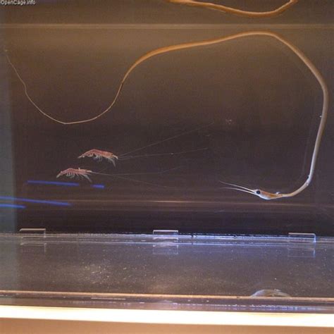 19 Different Types Of Eels Classification Facts And Photos