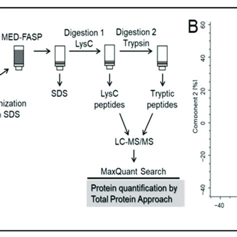 Proteomic Analysis Of The Hippocampus Cortex And Cerebellum From Young