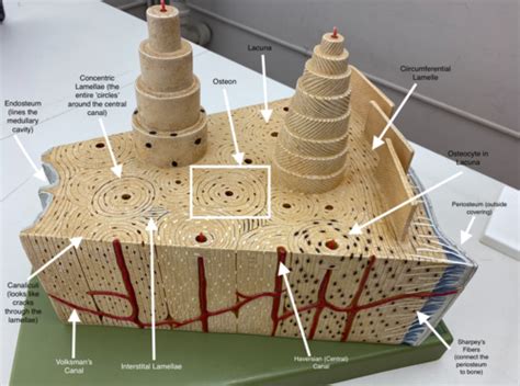 Practical 1 Checklist Bone Flashcards Quizlet