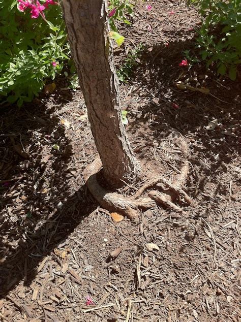 Girdling Roots