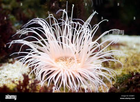 Sea Anemone Plant