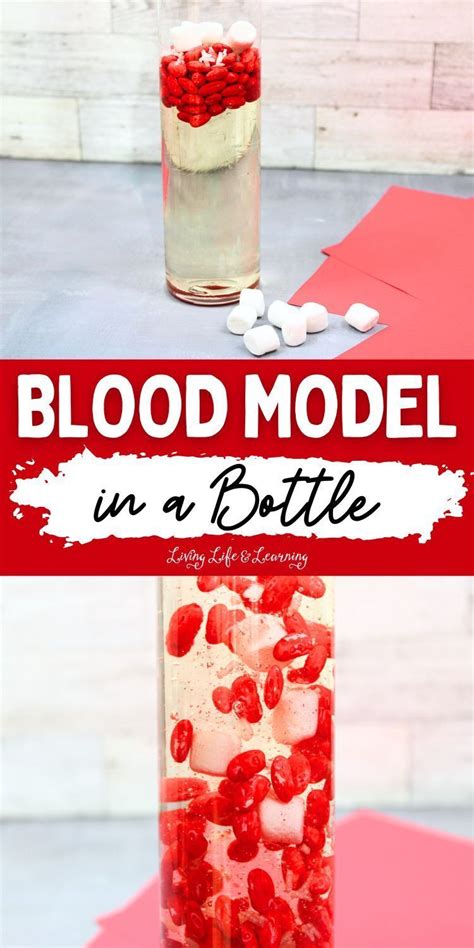 Blood Model In A Bottle Exploring Vascular Systems In 2025 Human