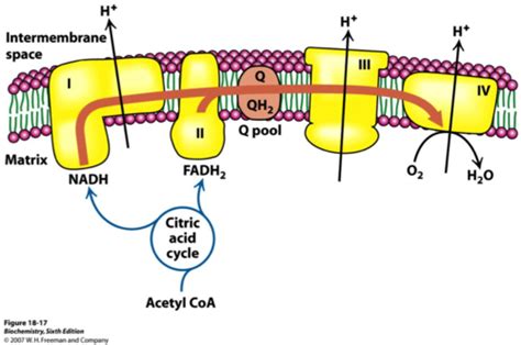 Electron Transport Chain Electron Transport Chain Biochemistry
