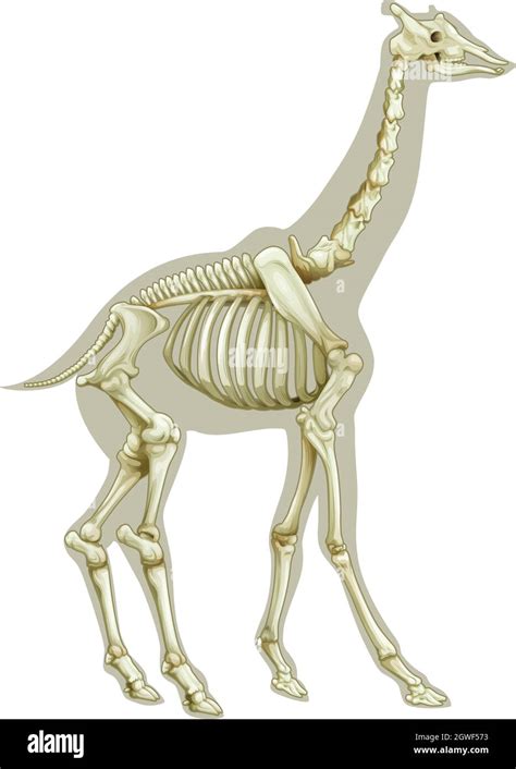 Giraffe Teeth Diagram