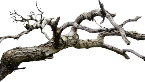 Tree Branch Png PNGs For Free Download