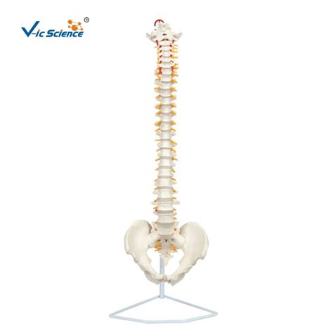 Flexible Vertebral Column Pelvis With Uterus Model Pelvis Model Human